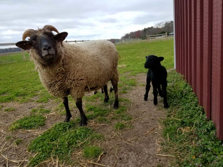 5 Critical Sheep Breeds for the Homestead - Countryside